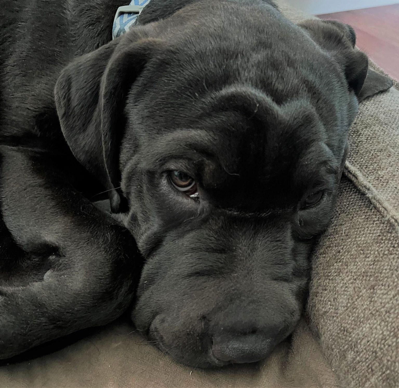 3 Reasons to Use Storybook for Your React Native Project - SEP